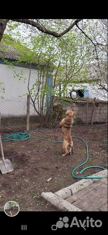 Кобель амстаффа для случки 2 года