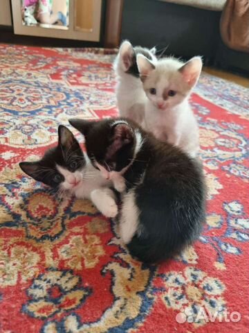 Котята