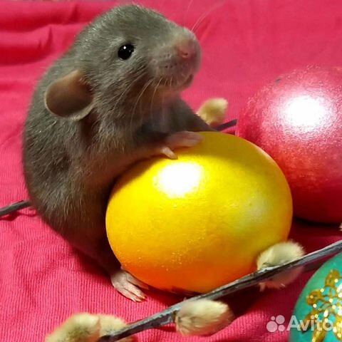 Крысята дамбо от ratlove13.85