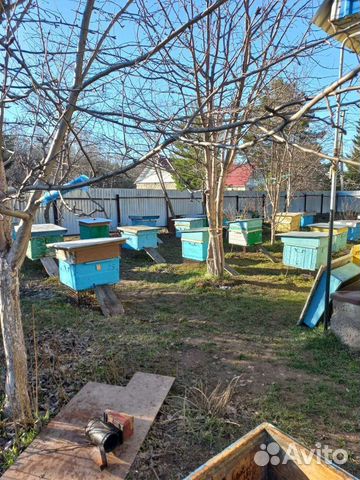 Продам пчелосемьи среднерусской породы