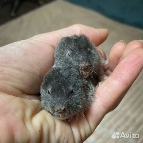 Восточная слепушонка, 2.5мес, мальчики