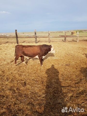 Быки, казахская белеголовая порода