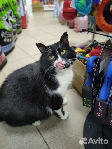 Котик