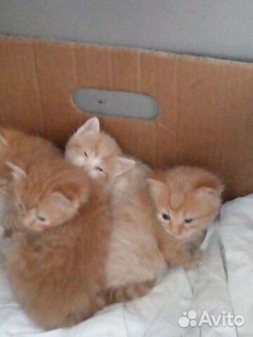 Отдам котят бесплатно в добрые руки