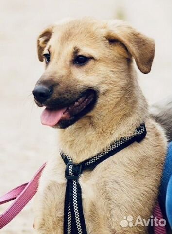 Щенок в добрые руки