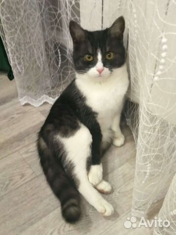Кошка