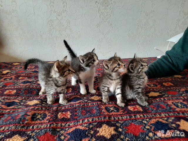 Котята в добрые руки