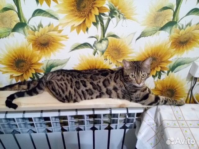 Бенгалка ищет жениха на вязку