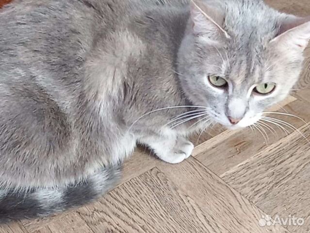 Кошки в добрые руки бесплатно