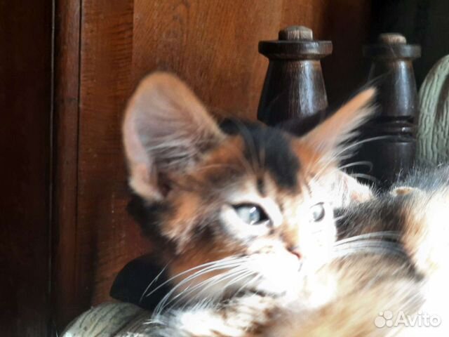 Сомалийские котята