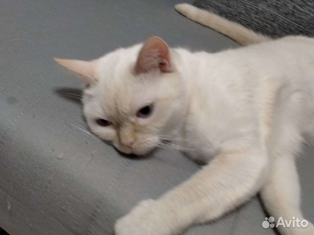 Вязка кошки бесплатно