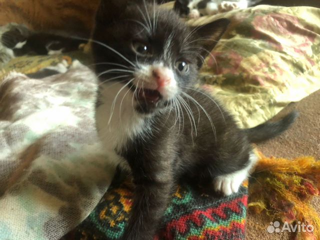 Котенок Маркизик,1,5 мес