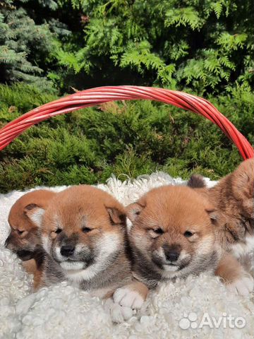 Щенки замечательные детки сиба ину