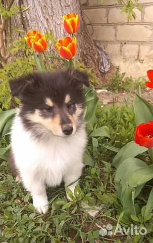 Щенки колли