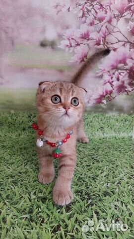 Шотландская вислоухая