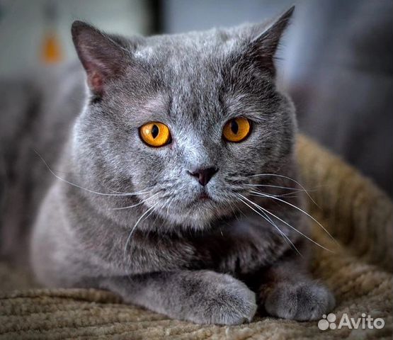 Пончик-шикарный котик ищет свой настоящий дом