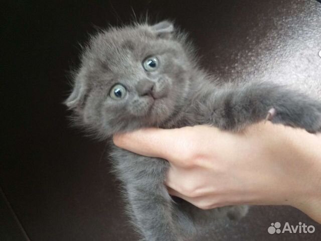 Котёнок породистый