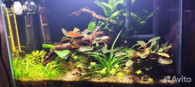 Прополка с аквариума