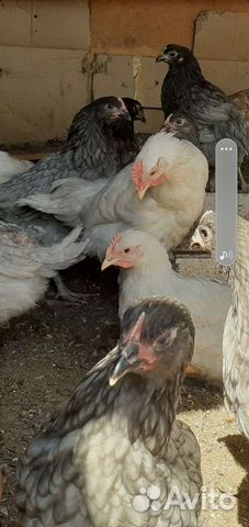 Куры молодки несушки доминант