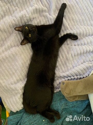 Кошка черная