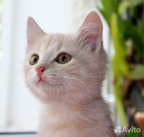 Персиковый котенок