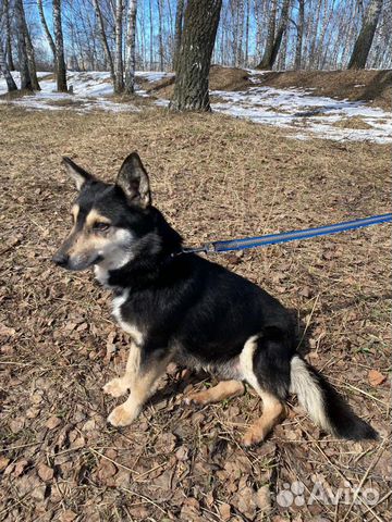 Кексик ищет дом