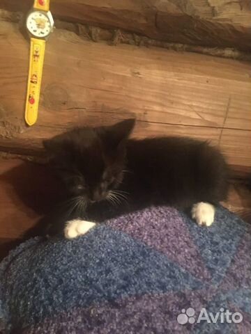 Котятки в добрые руки