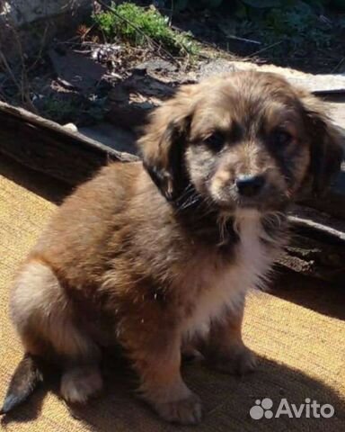 Щенок от маленькой собаки