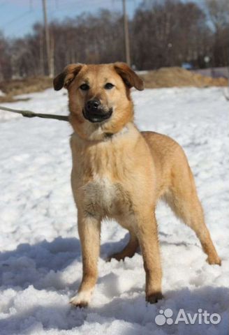 Меня оставили в коробке когда я была щенком