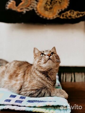 Серко ищет дом