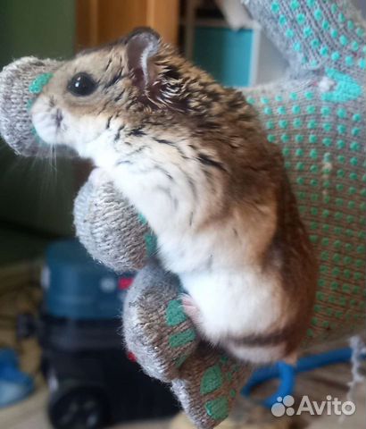 Джунгарский хомяк с клеткой