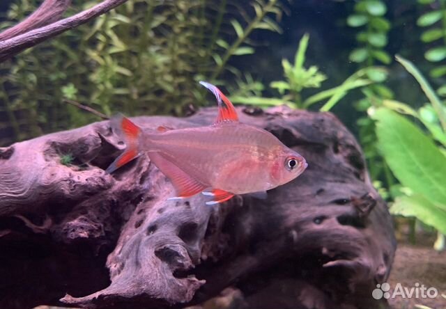 Орнатус белоплавничный