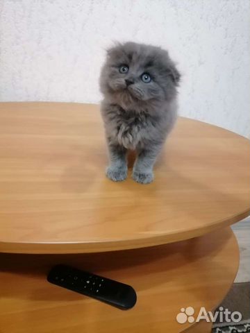 Шотландская вислоухая