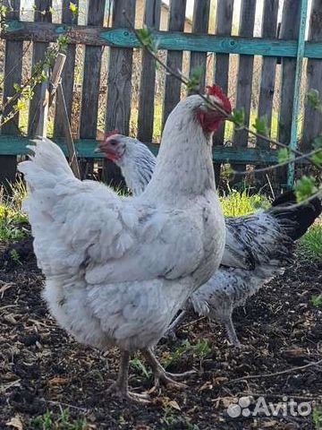 Куры несушки