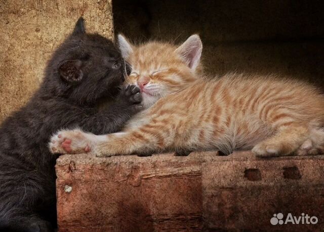 Отдам в добрые руки