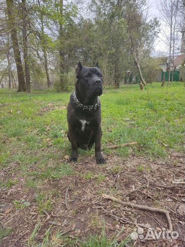 Кобель вязка кане Корсо