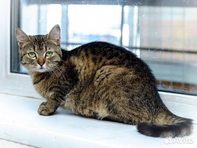 Фифа (8 мес.)«Хочу шубу.Брильянтов мне.ласки»