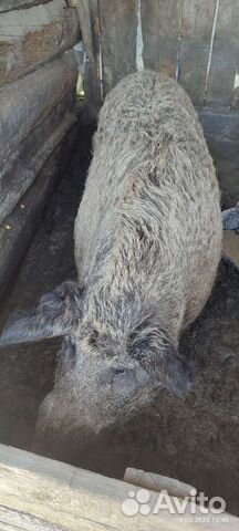 Кабан кастрат