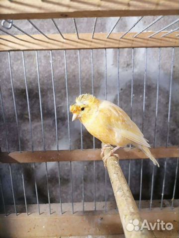 Кенарь певчий