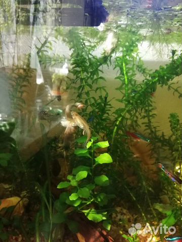 Гуппи. Бесплатно