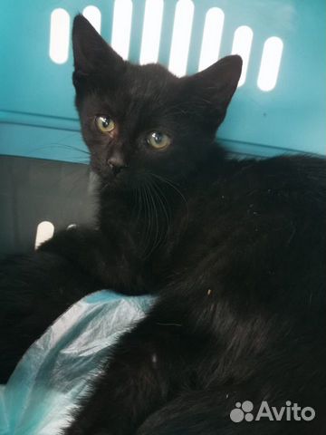 Котятки 2,5 месяца