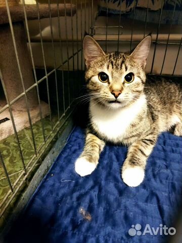 Найдена кошка ищет дом