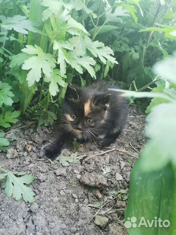 Кошки бесплатно