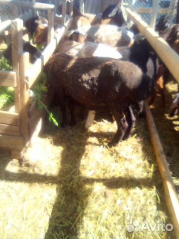 Ягнята барашки