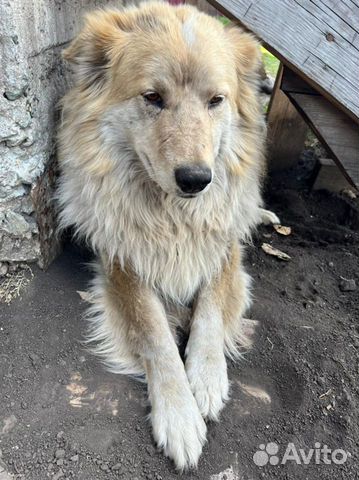 Пес Мишка желает найти семью)