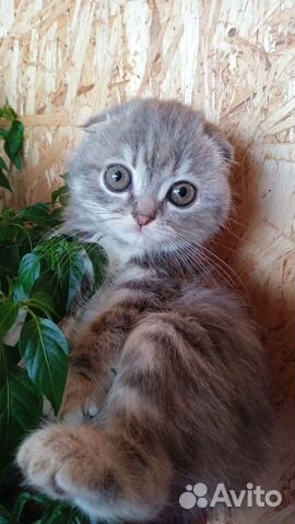 Котята шотландские