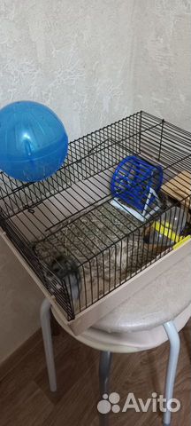 Джунгарик и клетка