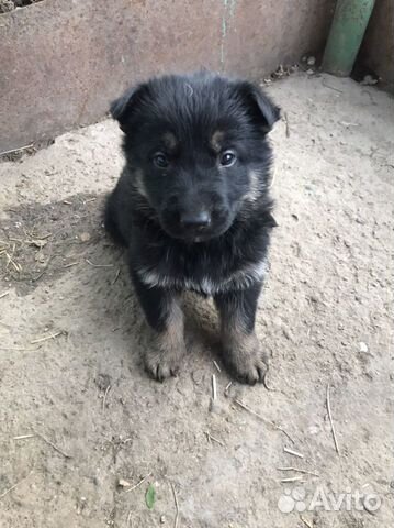 Немецкая овчарка