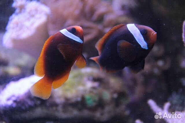 Рыба клоун томатный пара