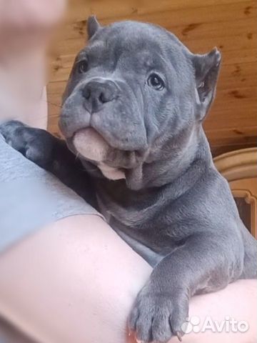 Американский булли Бейлис и Боливия